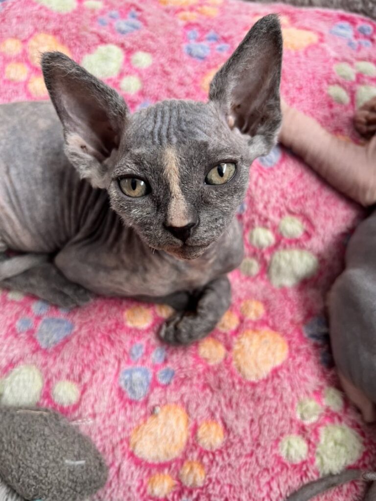 Kittens Gallery - Ryu Neko