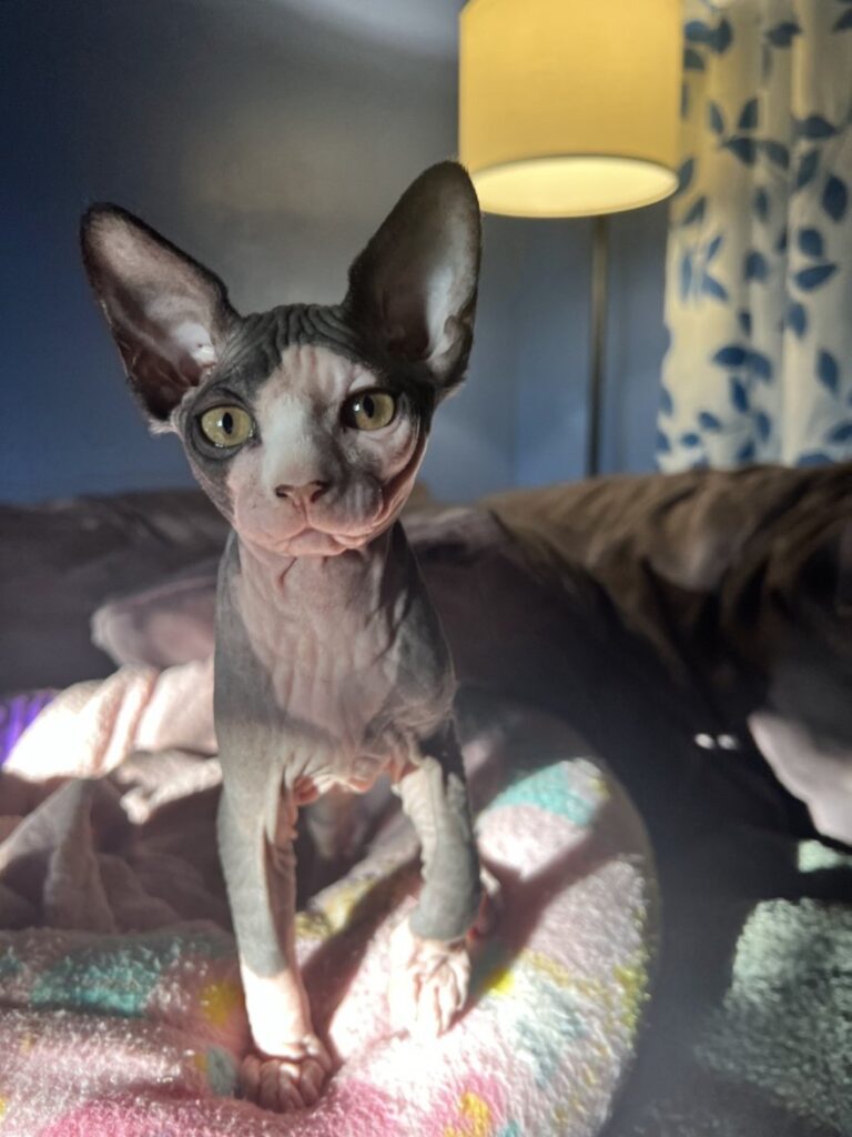 Kittens Gallery - Ryu Neko