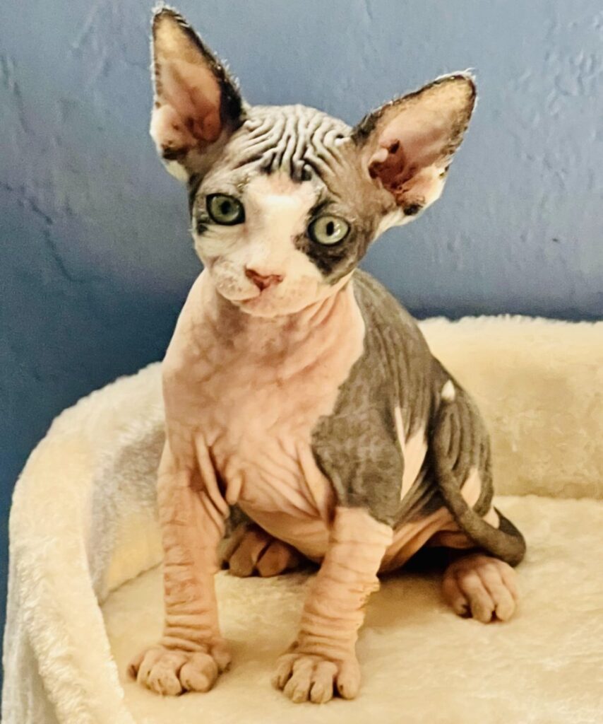 Kittens Gallery - Ryu Neko